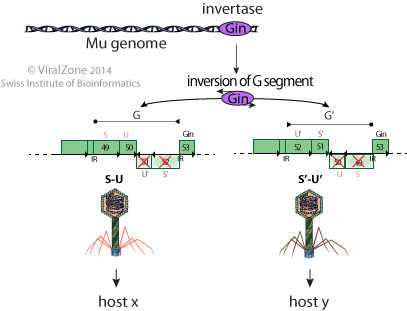 Viral receptor tropism switching ~ ViralZone