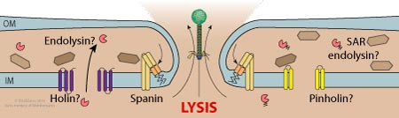 Mu phage cycle ~ ViralZone