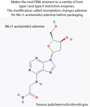 Mu phage cycle ~ ViralZone