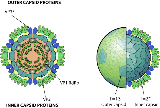 Mycoreovirus ~ ViralZone