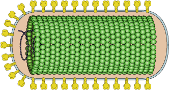 Nudiviridae ~ ViralZone