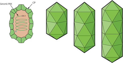 Oleavirus ~ ViralZone