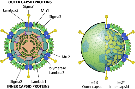 Orthoreovirus ~ ViralZone