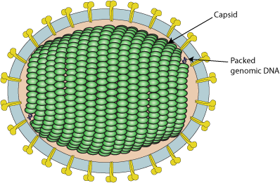 Ovaliviridae ~ ViralZone
