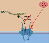 Poliovirus replication cycle ~ ViralZone