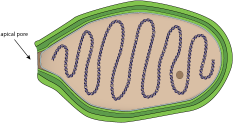Pandoravirus ~ ViralZone