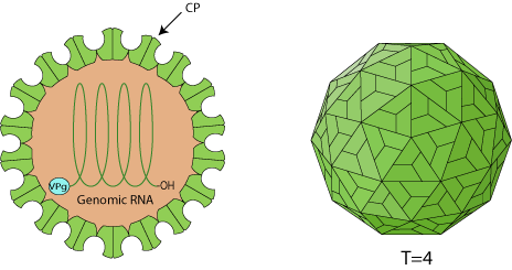 Norovirus Structure Labeled
