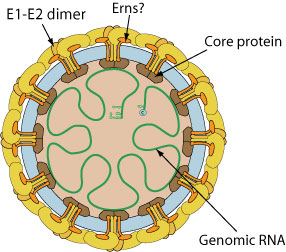 Pestivirus ~ ViralZone