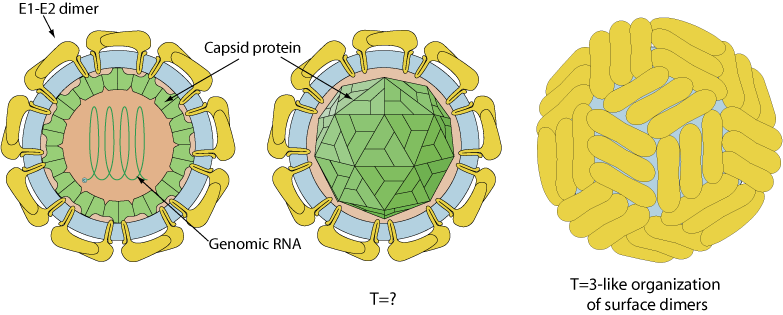 Pestivirus ~ ViralZone