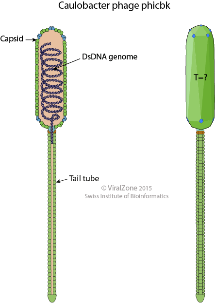 Shapirovirus ~ ViralZone