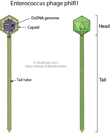 Phifelvirus ~ ViralZone