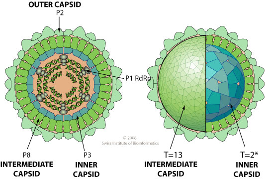 Tổng quan về virus (P1) - Cấu trúc và quá trình xâm nhiễm của virus ...