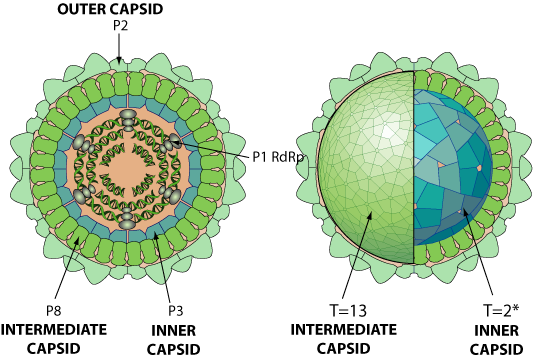 Phytoreovirus ~ ViralZone