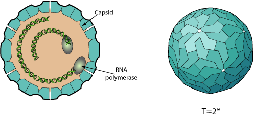 Picobirnavirus ~ ViralZone