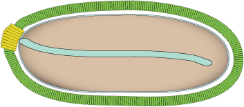 Pithovirus ~ ViralZone