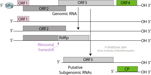 Polemovirus ~ ViralZone