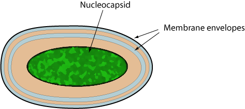Ichnoviriform ~ ViralZone