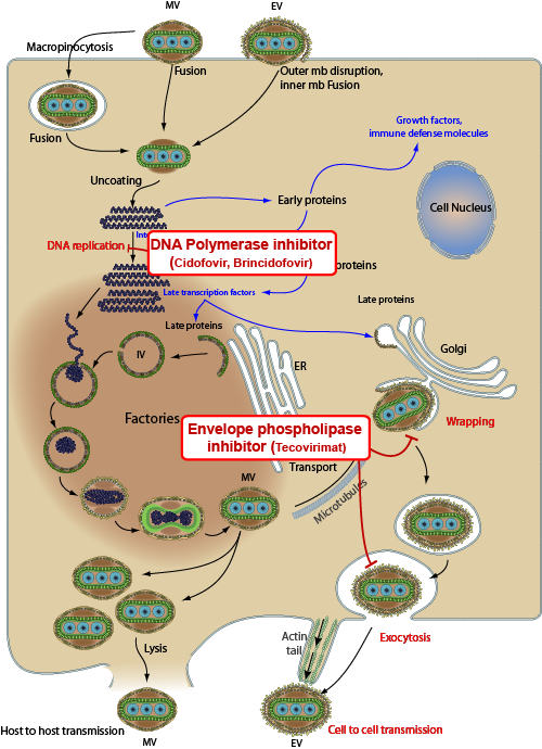 Antiviral drugs ~ ViralZone