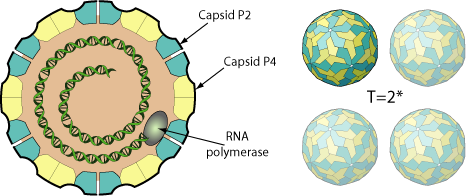 Quadriviridae ~ ViralZone