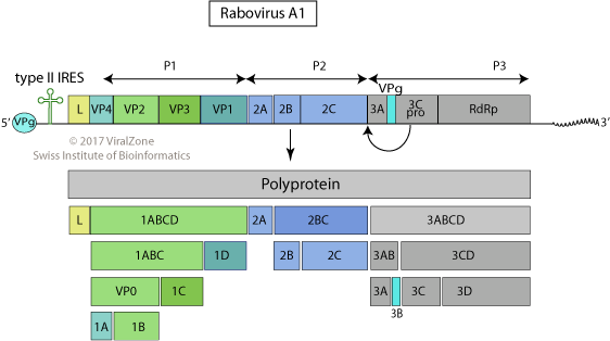 Rabovirus ~ ViralZone