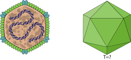 Rhizidiovirus ~ ViralZone