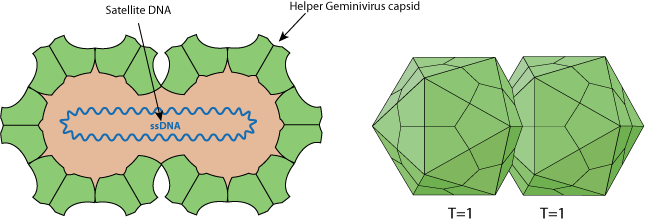 Betasatellite ~ ViralZone