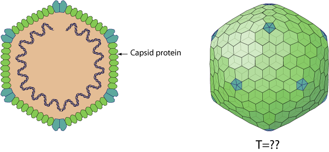 Skuldviridae ~ ViralZone