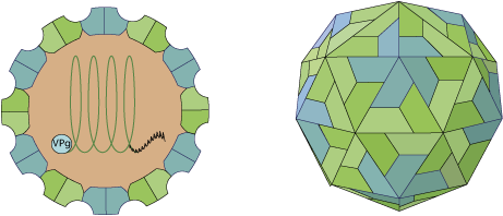 Sopolycivirus ~ ViralZone