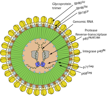 Simiispumavirus ~ ViralZone