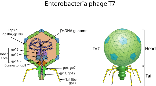 Autographiviridae ~ ViralZone