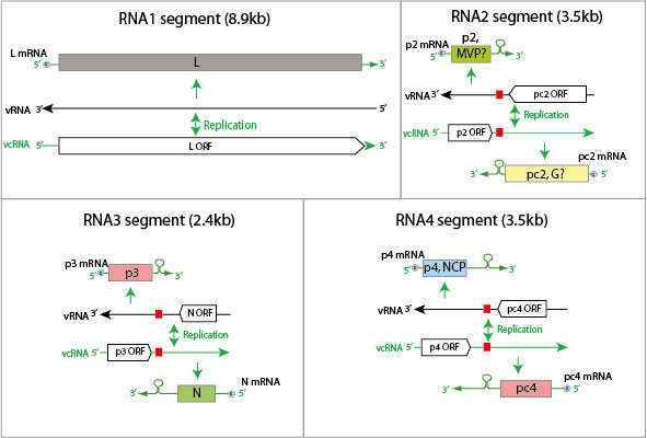 Tenuivirus ~ ViralZone
