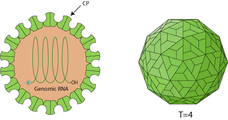 Omegatetravirus ~ ViralZone