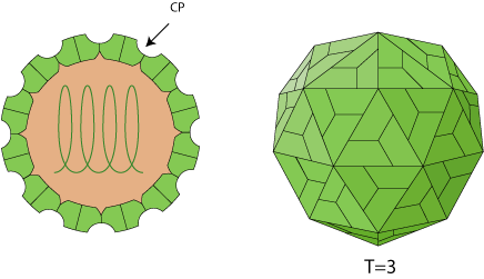 Machlomovirus ~ ViralZone