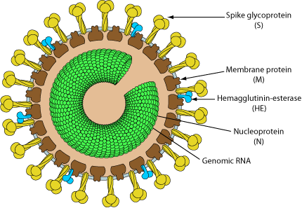 Torovirus ~ ViralZone