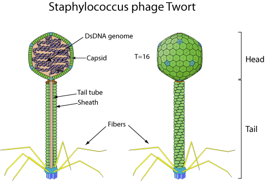 Herelleviridae ~ ViralZone