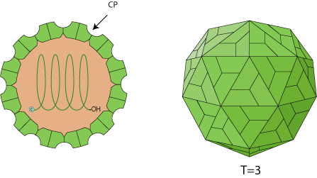Marafivirus ~ ViralZone