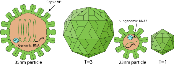 Vesivirus ~ ViralZone