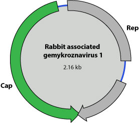 Gemykroznavirus ~ ViralZone