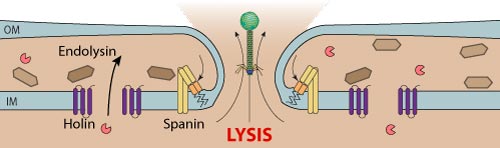 Lambda phage replication cycle ~ ViralZone