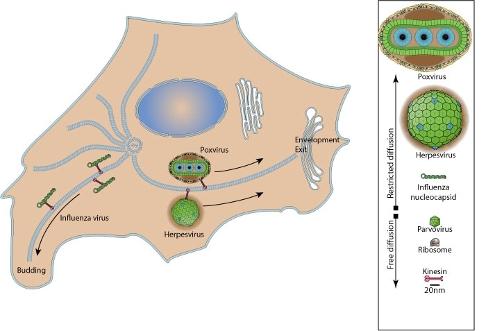 Microtubular outwards viral transport ~ ViralZone