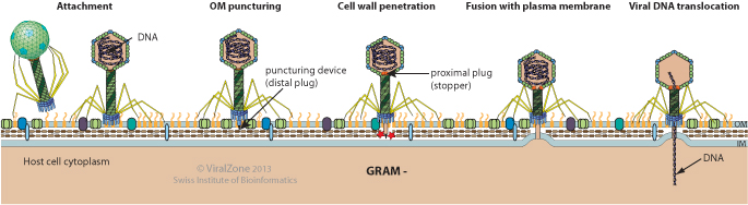 Viral contractile tail ejection system ~ ViralZone