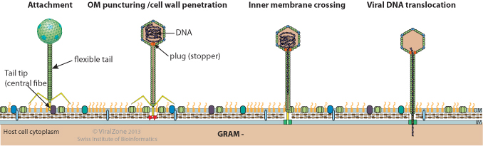Sipho-type virion ~ ViralZone