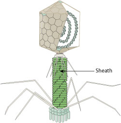 Viral tail sheath protein ~ ViralZone